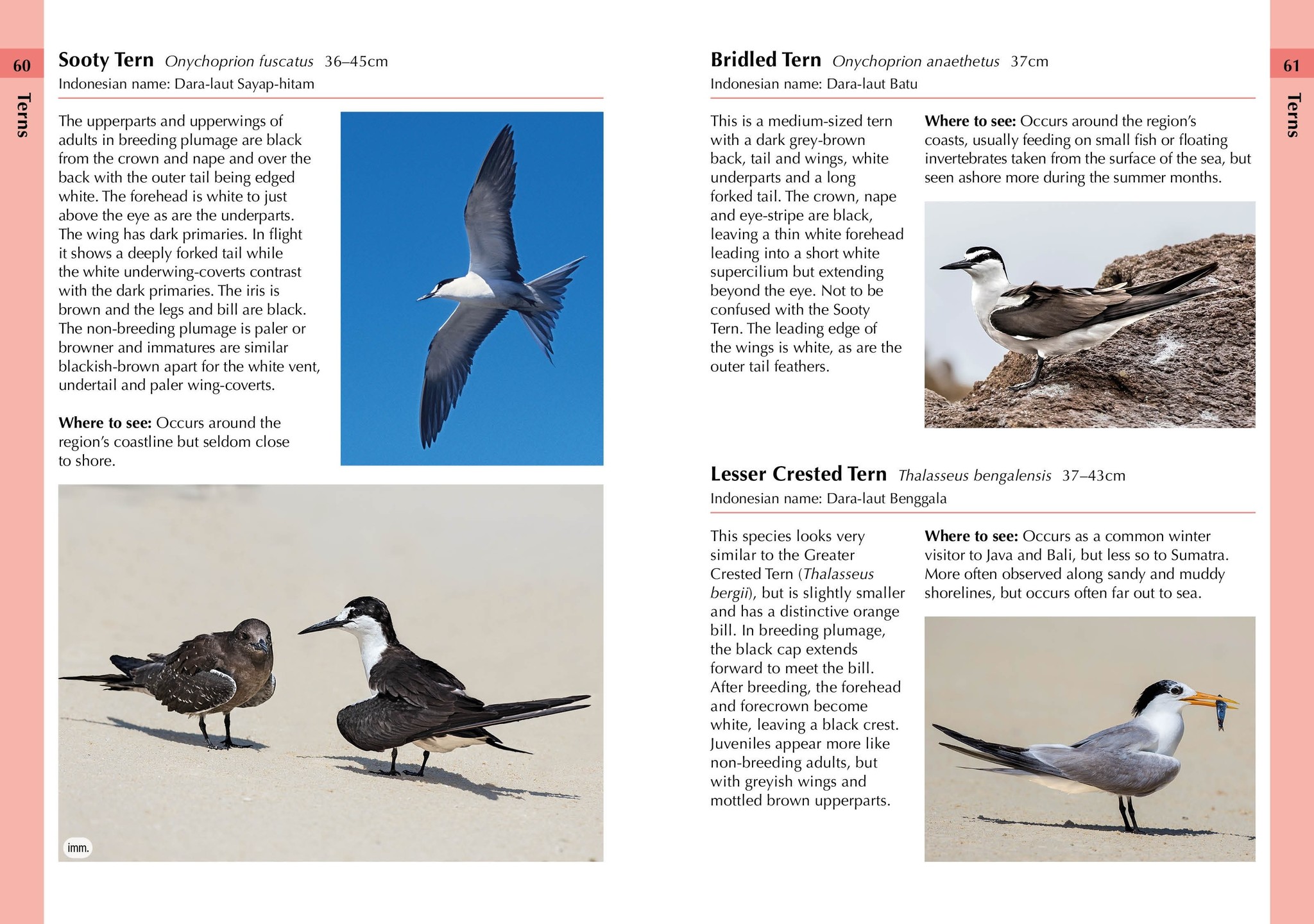 Birds of Bali, Sumatra and Java - Veldshop