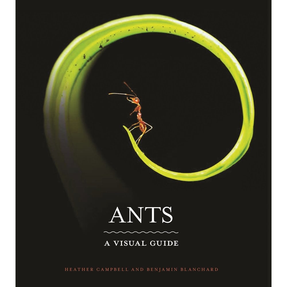 Ants: A Visual Guide - Veldshop