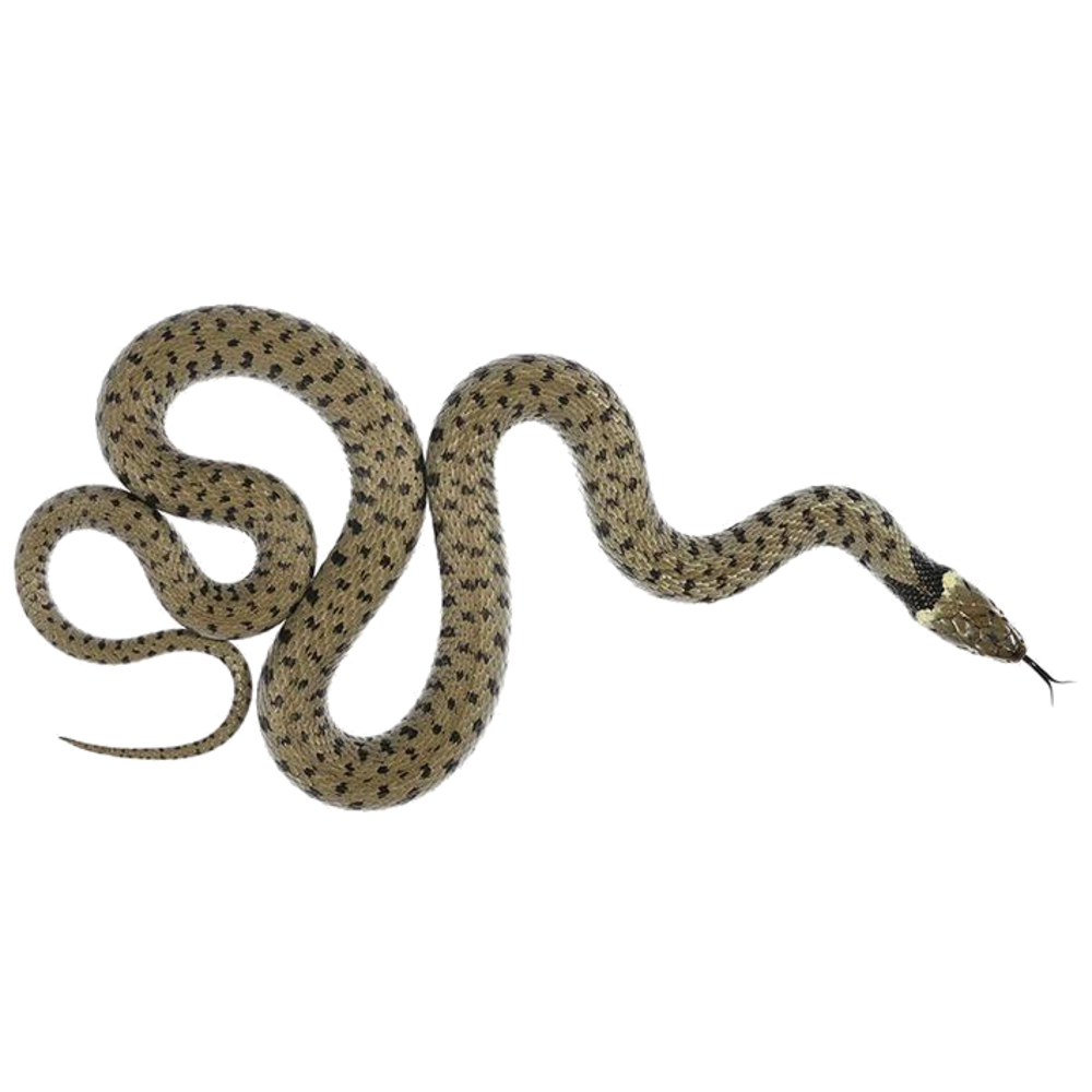 Natrix helvetica eDNA qPCR-Nachweiskit - Veldshop