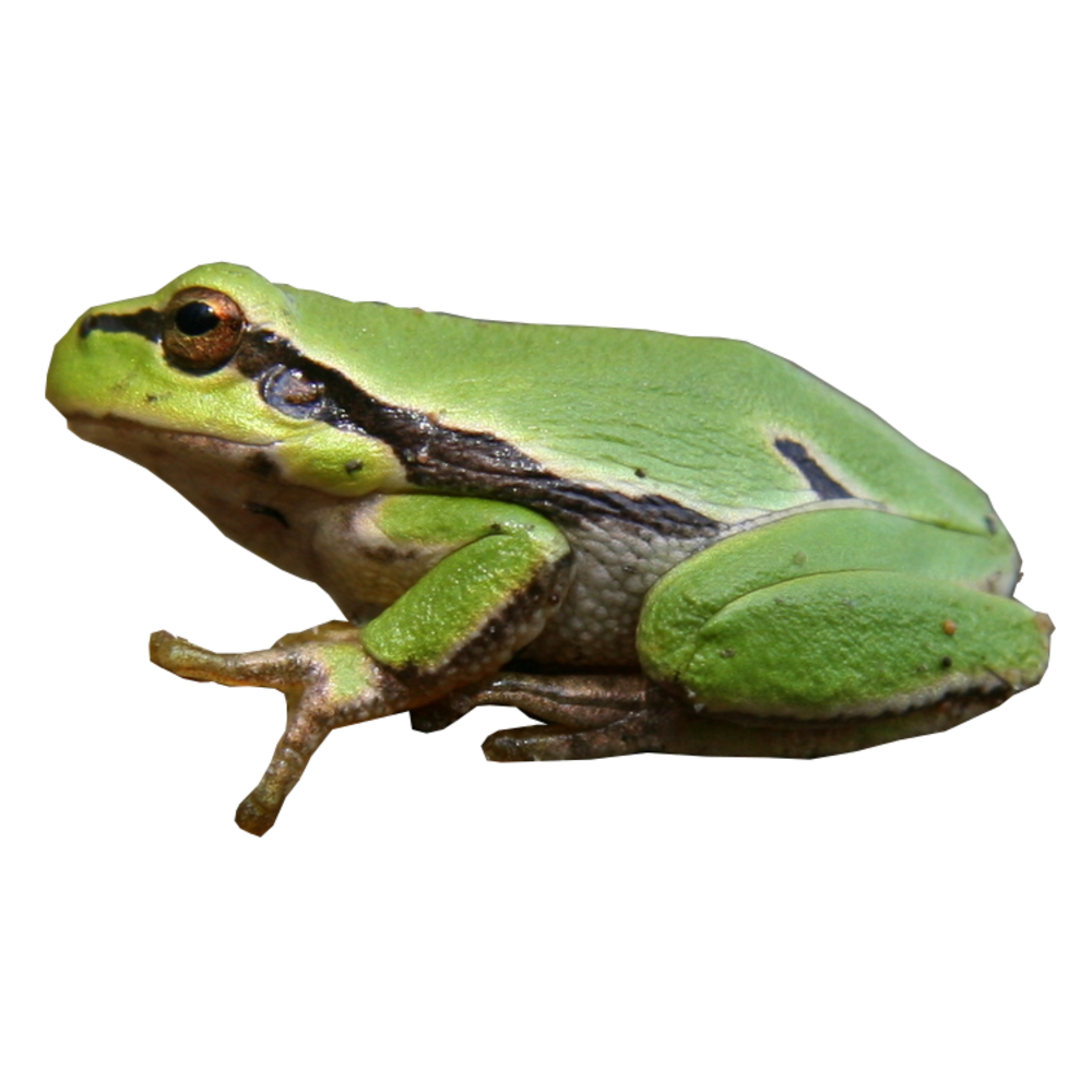 Hyla arborea eDNA qPCR Detectiekit - Veldshop