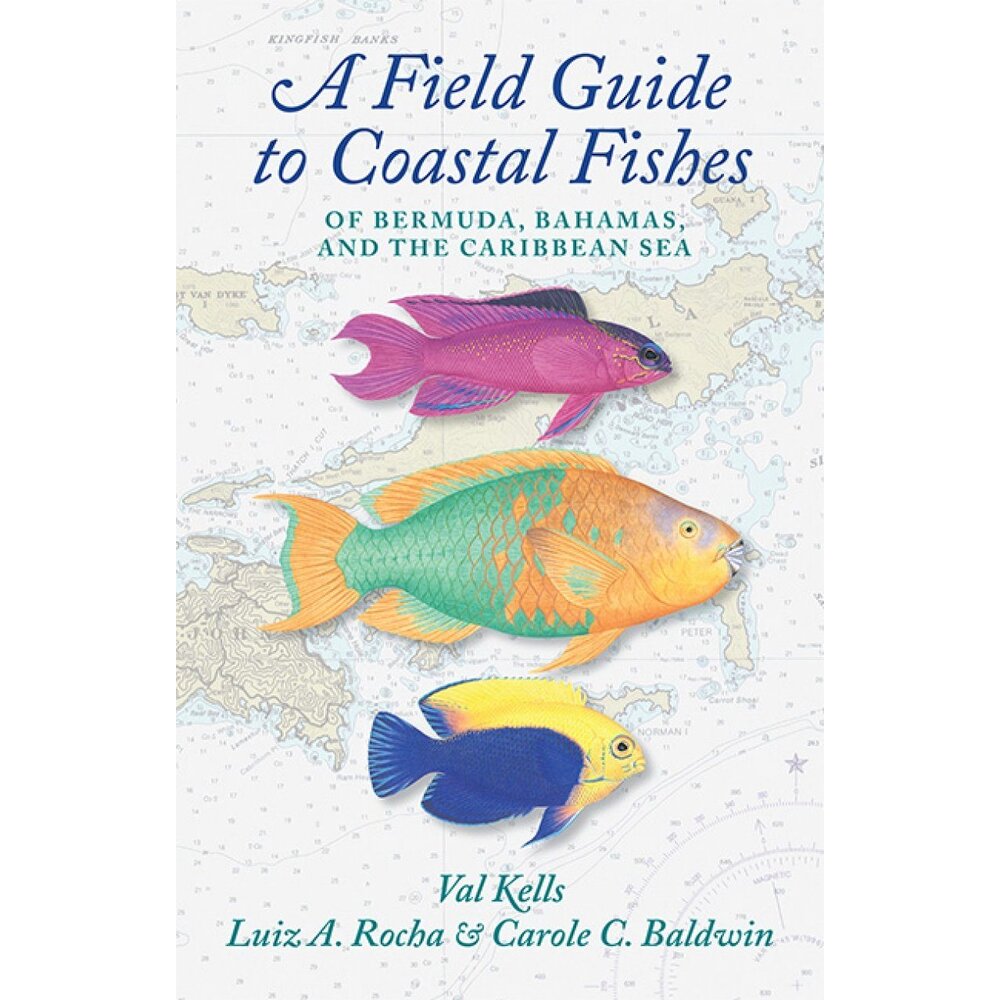 A Field Guide to Coastal Fishes of Bermuda, Bahamas, and the Caribbean ...