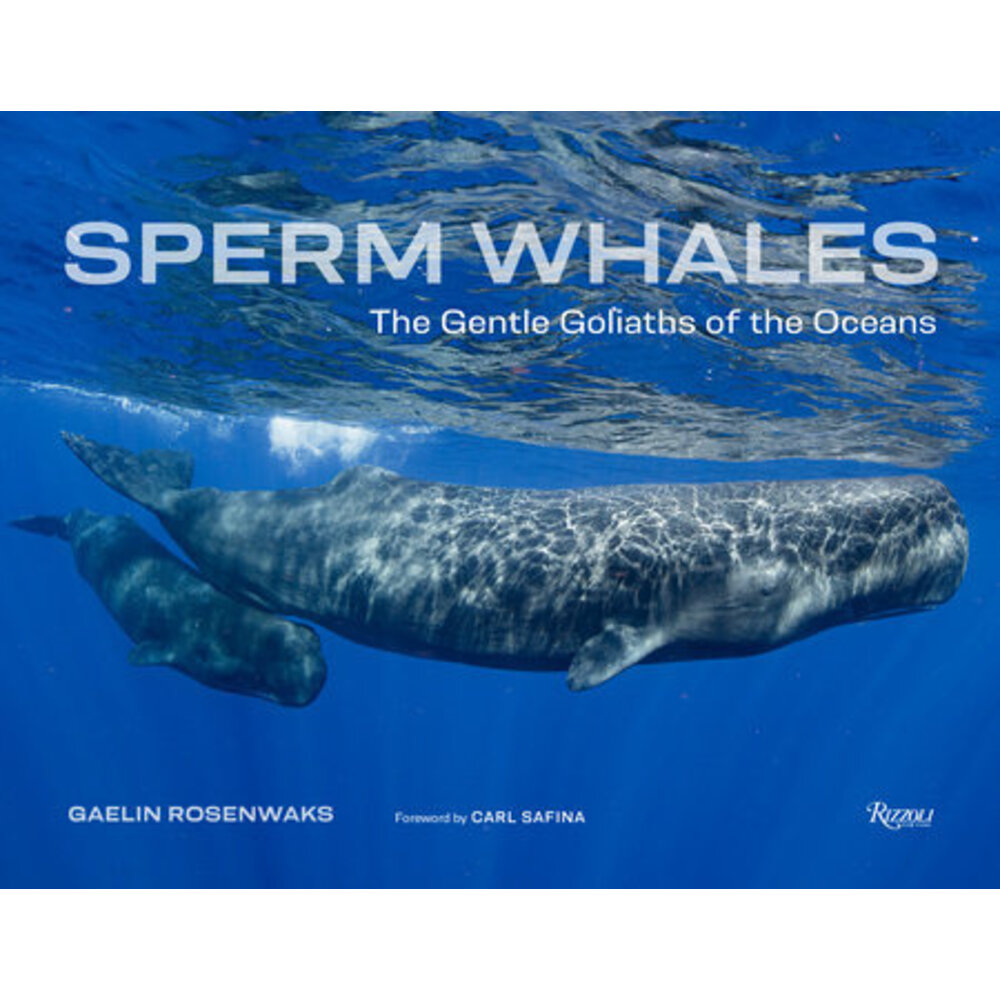 Sperm Whales - The Gentle Goliaths of the Ocean - Veldshop