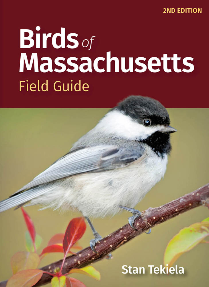 Birds of Massachusetts Field Guide - Veldshop