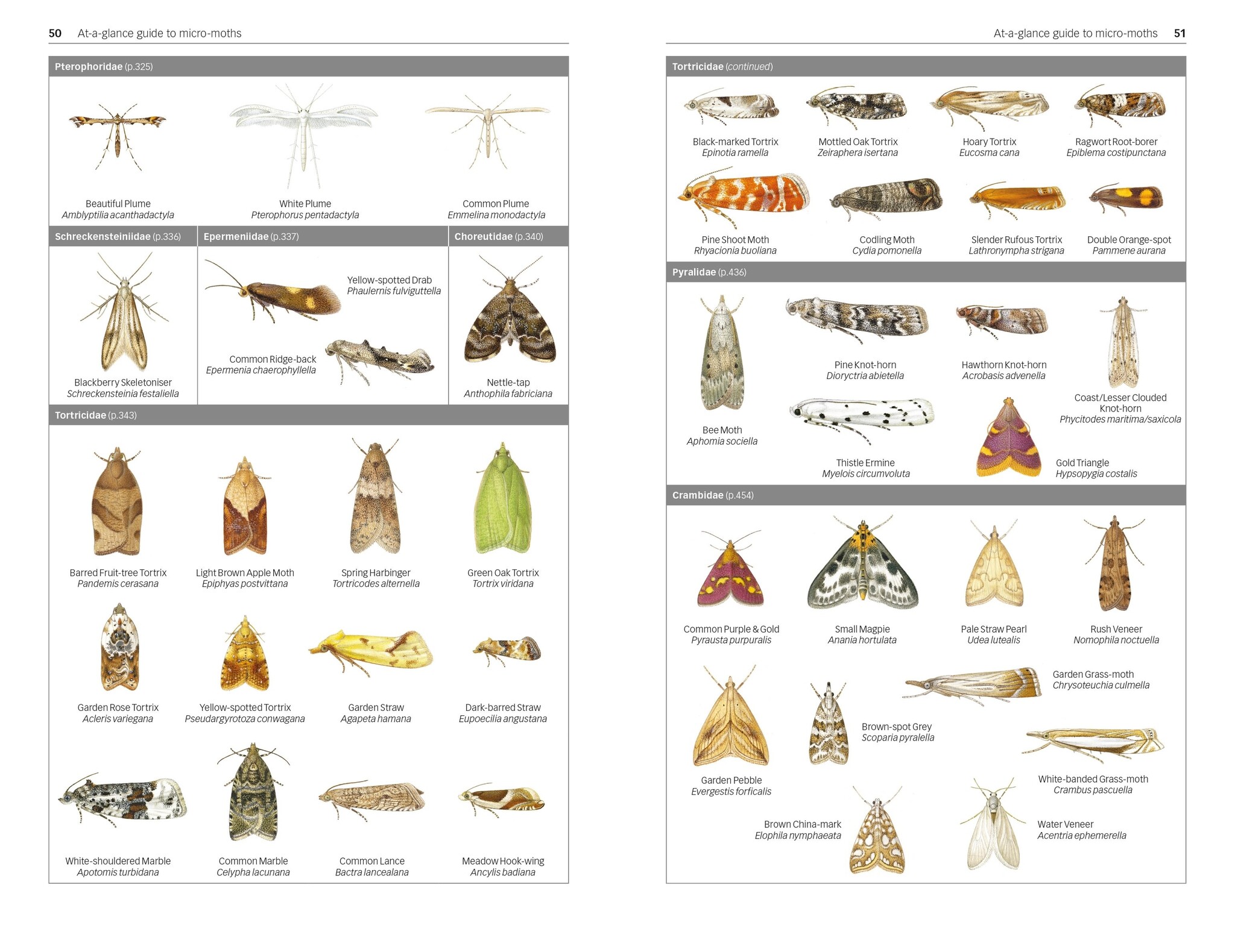 Field Guide To The Micro moths Of Great Britain And Ireland Veldshop Field Guide To The Micro moths Of Great Britain And Ireland Veldshop