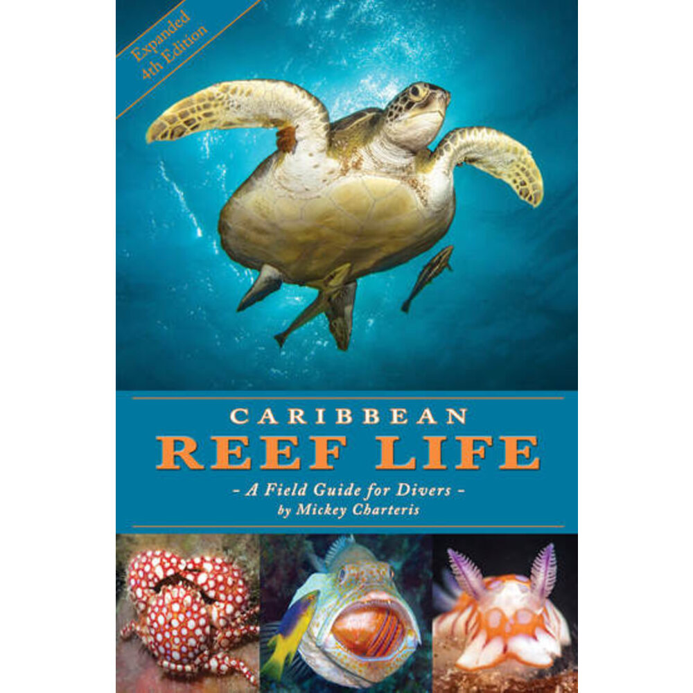 Caribbean Reef Fish 5 Most Common Caribbean Fish Species