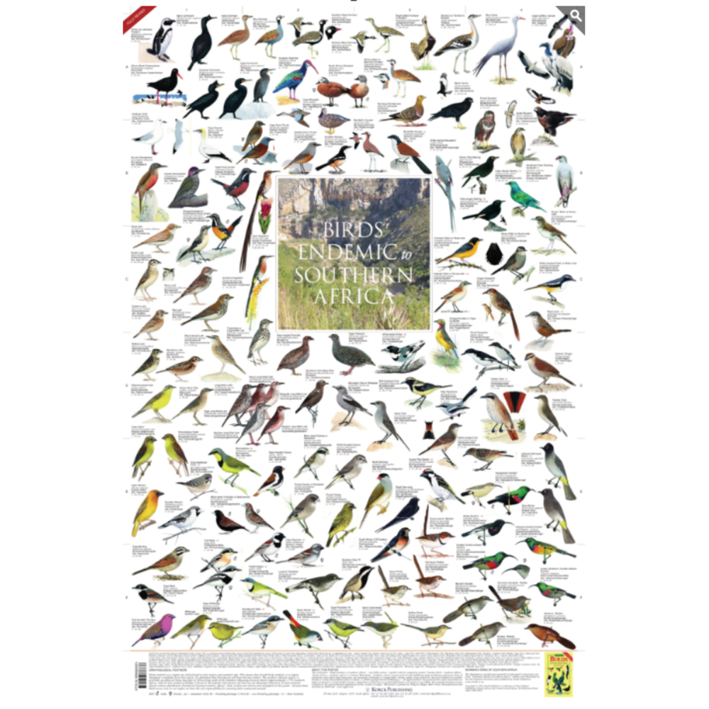 Birds Endemic to Southern Africa Poster - Veldshop