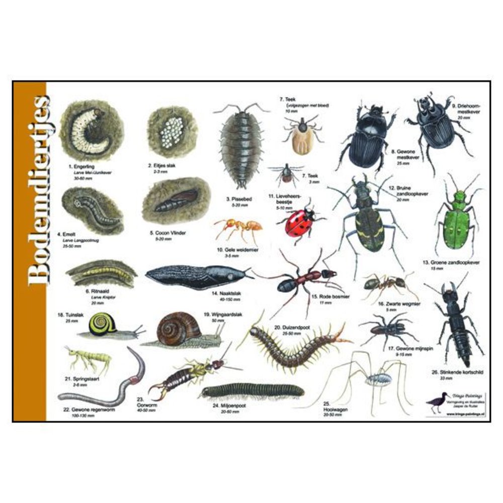 Identification Card Soil Animals - Veldshop
