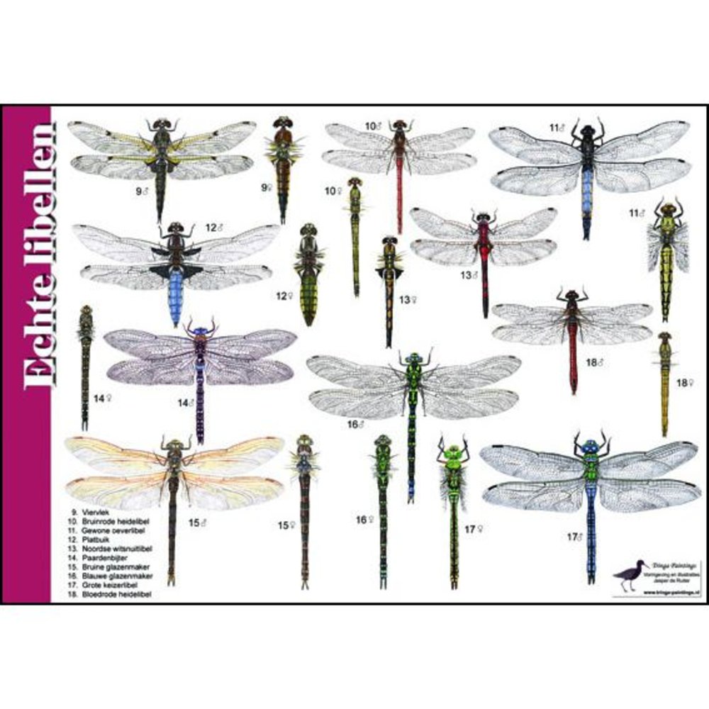 Identification Card Libellen - Veldshop.nl