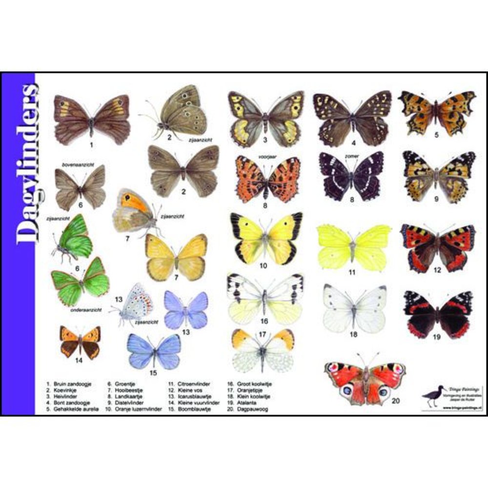 Herkenningskaart Vlinders - Veldshop
