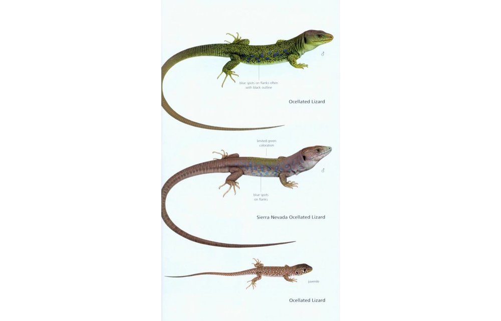 Field Guide to the Amphibians & Reptiles of Britain and Europe