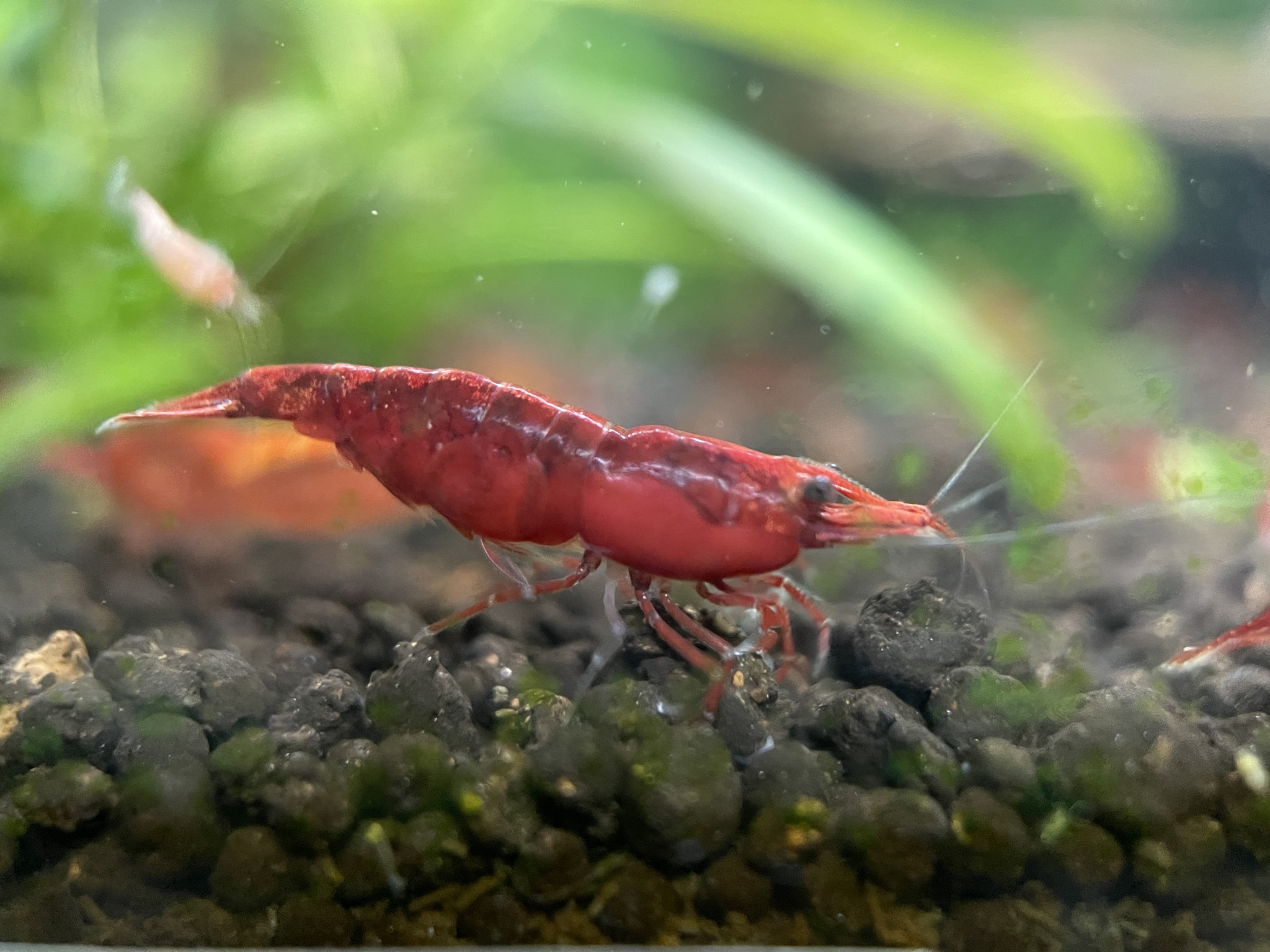 YukiShrimp Red fire shrimp - group of 10 - Onlineaquariumspullen