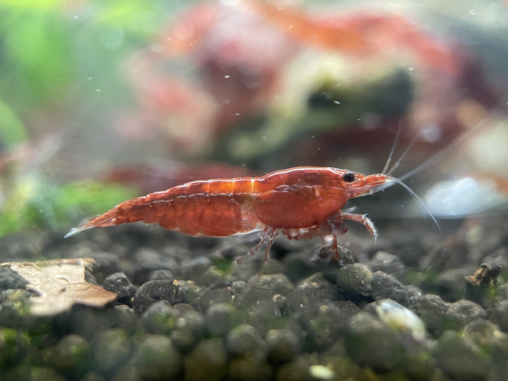 YukiShrimp Red fire shrimp - group of 10 - Onlineaquariumspullen
