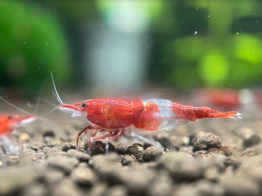 YukiShrimp Red rili shrimp - group of 10 - Onlineaquariumspullen