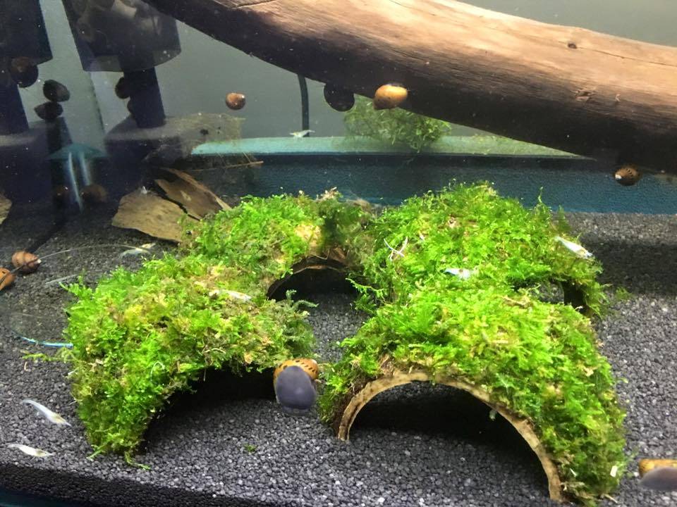 Onlineaquarium spullen Halbe Kokosnuss mit Javamoos - Onlineaquariumspullen