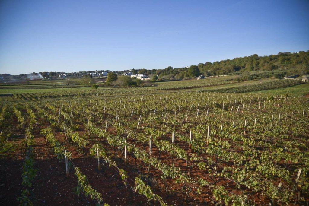 "A" Primitivo Tagaro I.G.P. - Puglia, Italië - Vin Unique - bijzondere ...