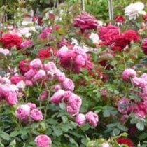 Struikrozen | Vertrouwd online kopen!