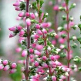 Heide | Tuinplantenwinkel.nl