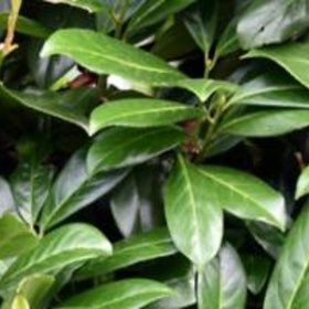 Laurierhaag | Tuinplantenwinkel.nl