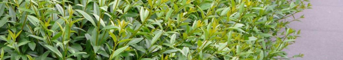Ligusterhaag | Vertrouwd online kopen!