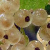 Bessenstruiken Kopen Bij Tuinplantenwinkel.nl - Voordelig ...