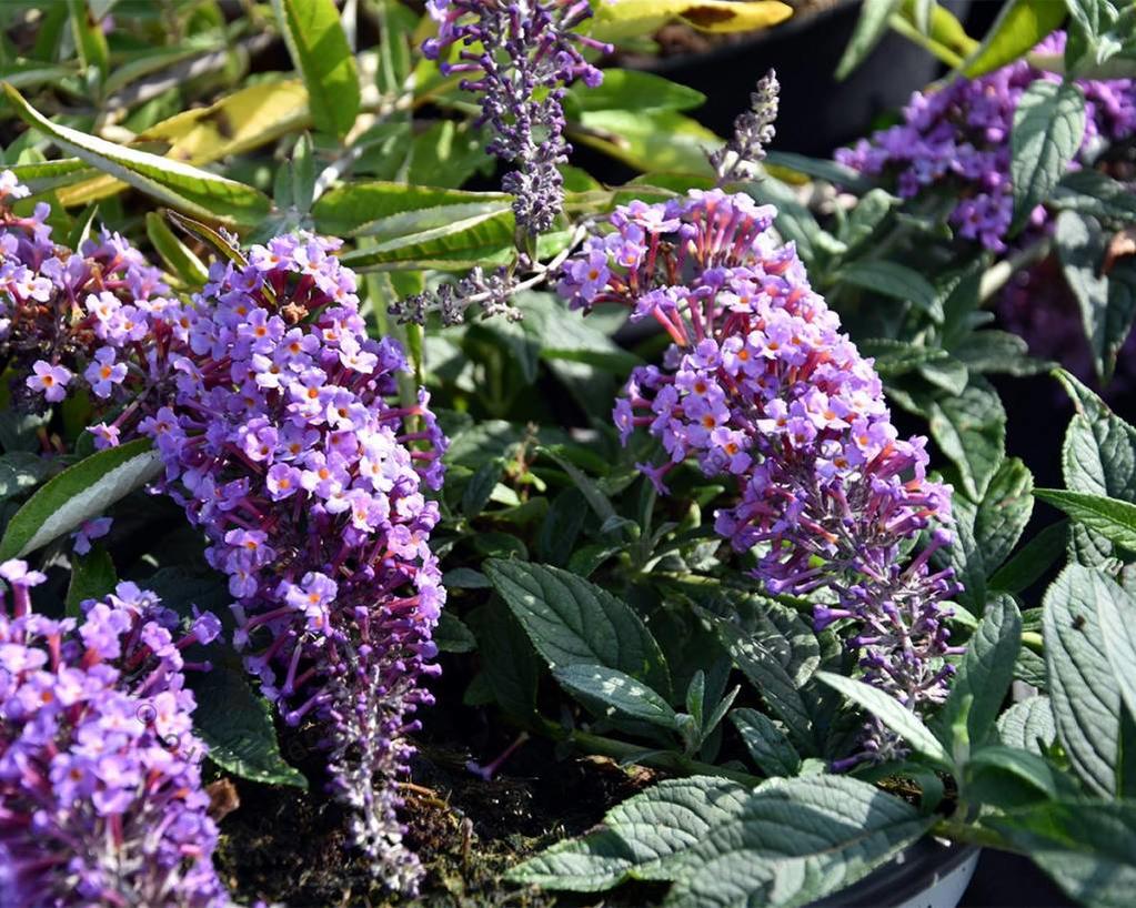 Buddleja davidii FP 'Lavender Flow' | Vlinderstruik | Tuinplantenwinkel.nl