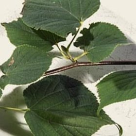 Leibomen | Tuinplantenwinkel.nl