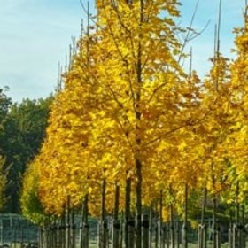 Sierbomen | Tuinplantenwinkel.nl