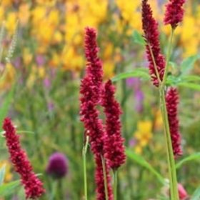 Catalogus | Tuinplantenwinkel.nl