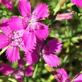 Bloeiende vaste planten | Tuinplantenwinkel.nl