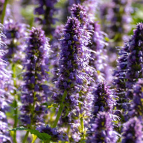 Vaste planten | Tuinplantenwinkel.nl