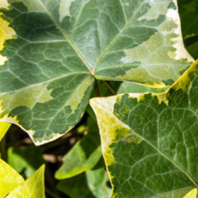 Klimop | Tuinplantenwinkel.nl