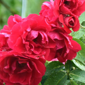 Klimrozen | Tuinplantenwinkel.nl