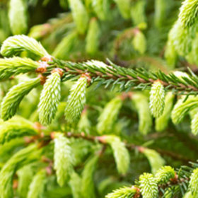 Sparren | Tuinplantenwinkel.nl