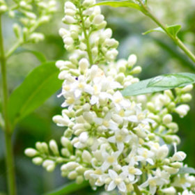 Heesters | Tuinplantenwinkel.nl