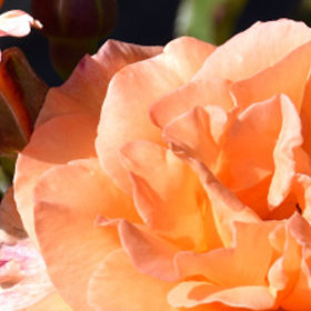 Struikrozen | Tuinplantenwinkel.nl