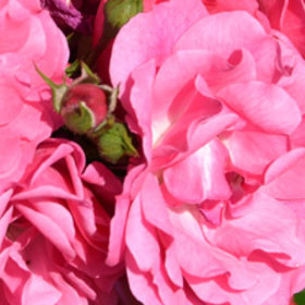 Struikrozen | Tuinplantenwinkel.nl