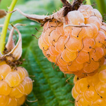 Frambozenstruik kopen? | Frambozenplant | Framboos | Tuinplantenwinkel.nl