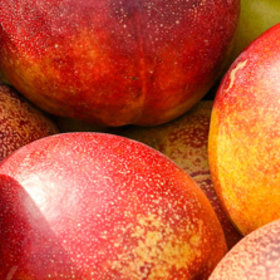 Nectarine boom | Tuinplantenwinkel.nl