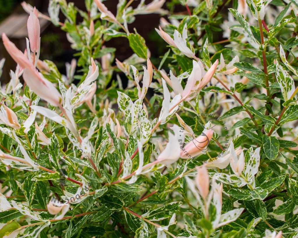 Salix integra Hakuro Nishiki | Flamingo boom | Bonte Wilg ...