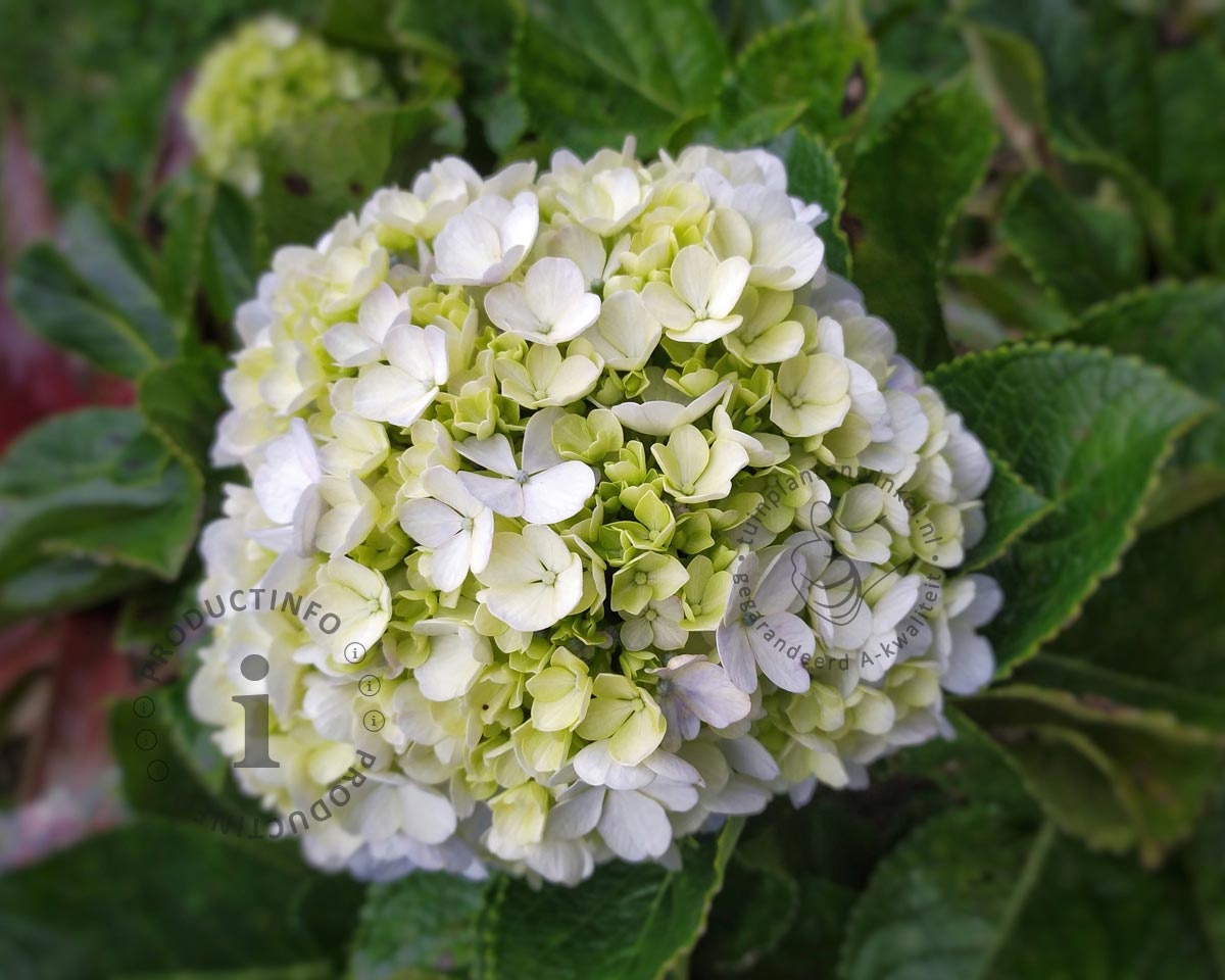 Hydrangea macrophylla 'Little White' | Boerenhortensia ...