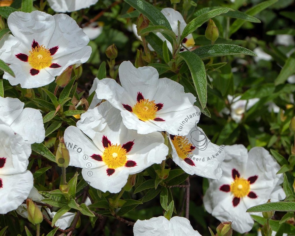 Cistus florentinus kopen | Rotsroos