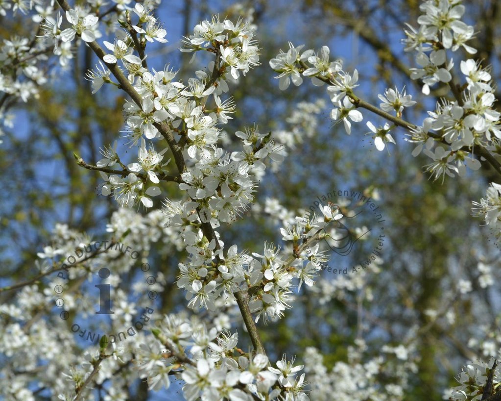 Prunus 'Pandora' - meerstammig kopen | Sierkers