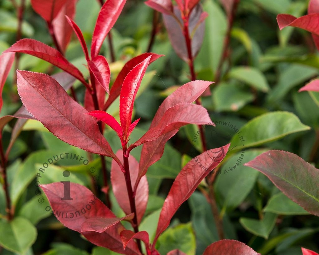 Photinia fraseri 'Robusta Compacta' - mini stam kopen | Glansmispel