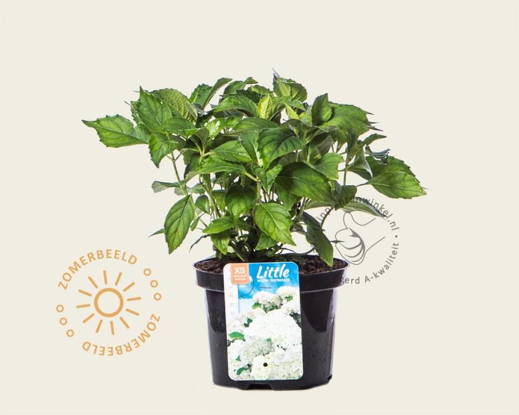 Hydrangea macrophylla 'Little White' | Boerenhortensia ...