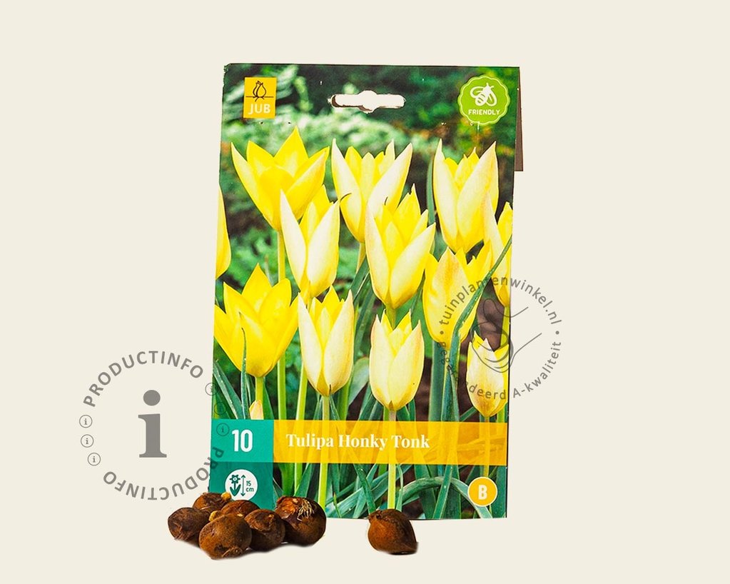 Tulipa 'Honky Tonk' kopen | Botanische tulp