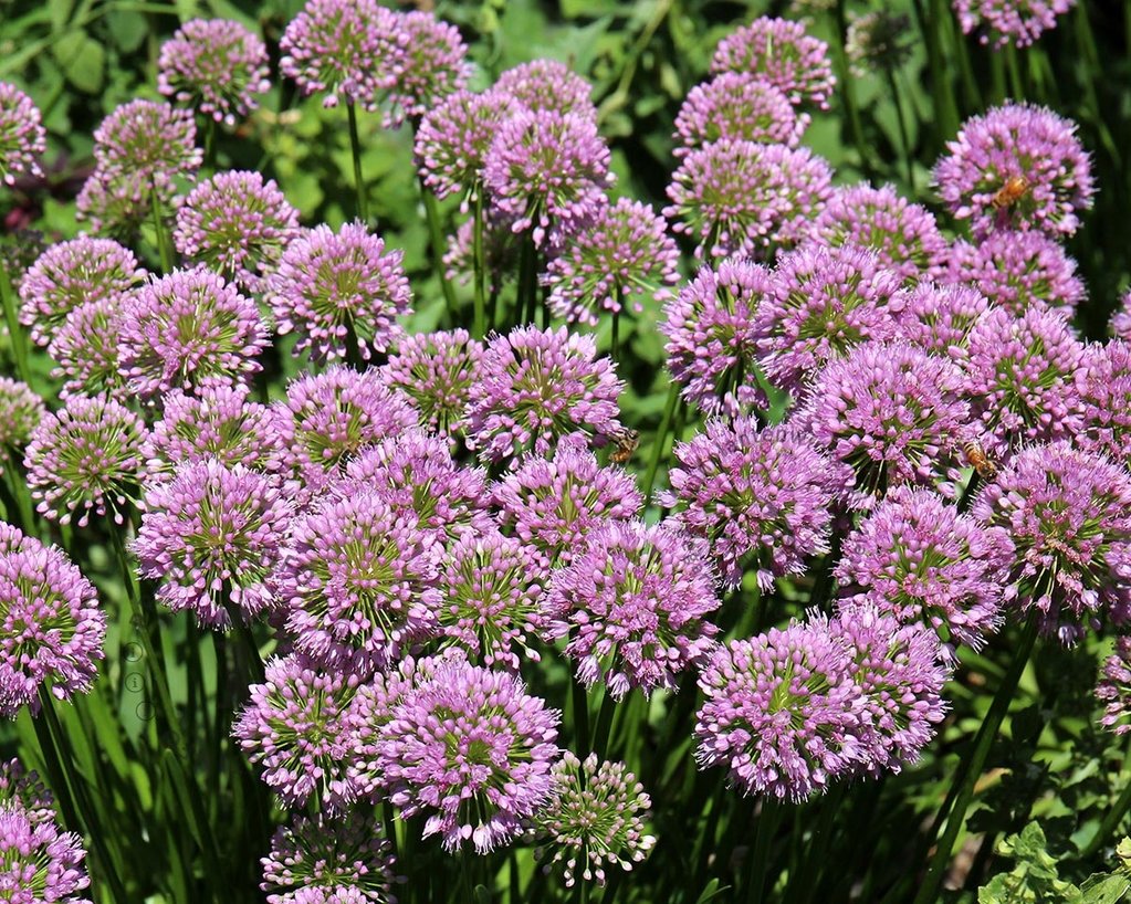 Allium 'Millenium' kopen | Sierui