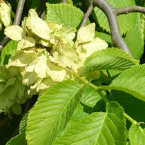 Sierbomen Kopen Bij Tuinplantenwinkel.nl - Voordelig & Snel ...
