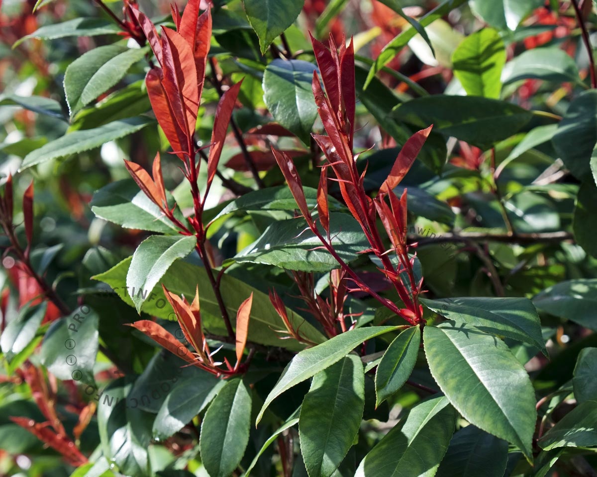 Glansmispel op stam | Photinia fraseri 'Red Robin' | Tuinplantenwinkel.nl