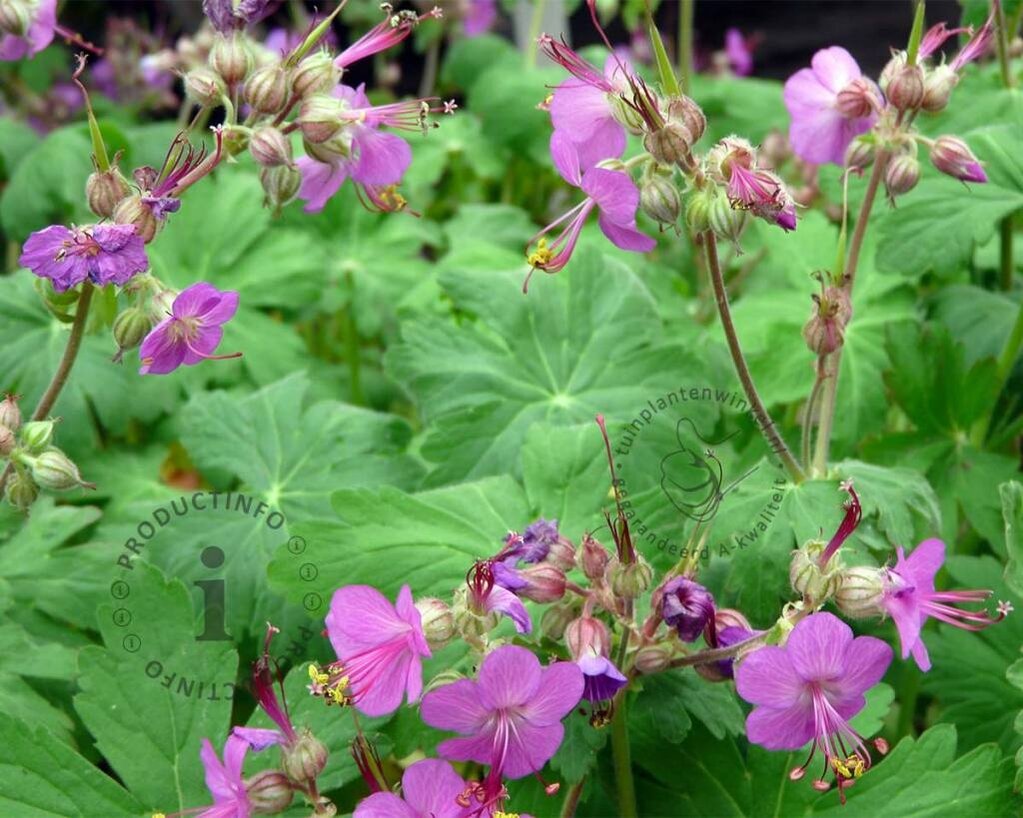 Geranium macrorrhizum 'Czakor' kopen | Ooievaarsbek