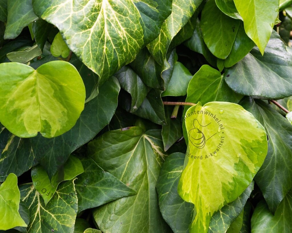 Hedera colchica 'Sulphur Heart' | Kaukasische Klimop | Tuinplantenwinkel.nl